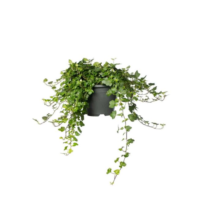 Hedera Helix (Ivy) - Beautiful Indoor & Hanging Plant from the Best ...